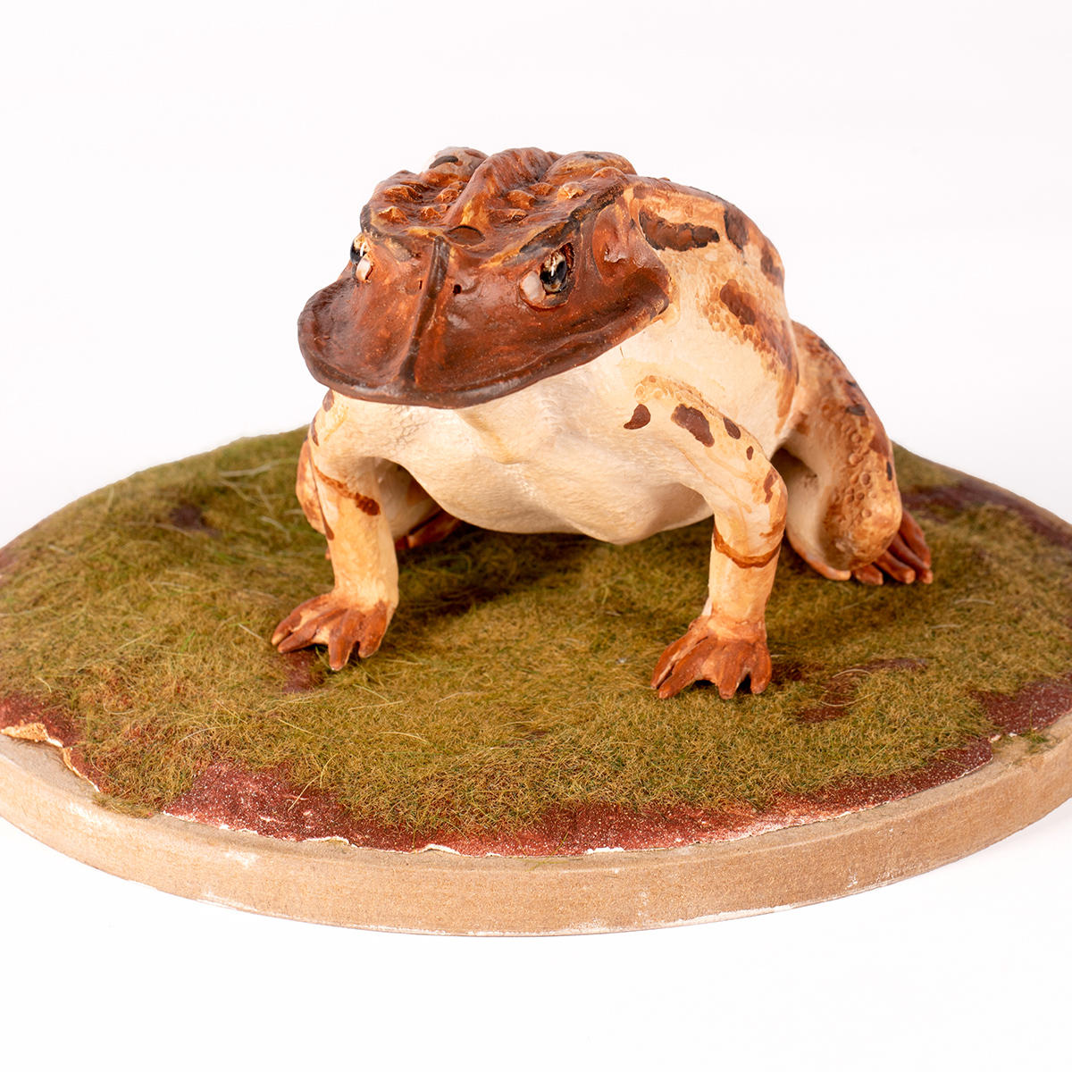 Drowler’s Toad – Gallery X