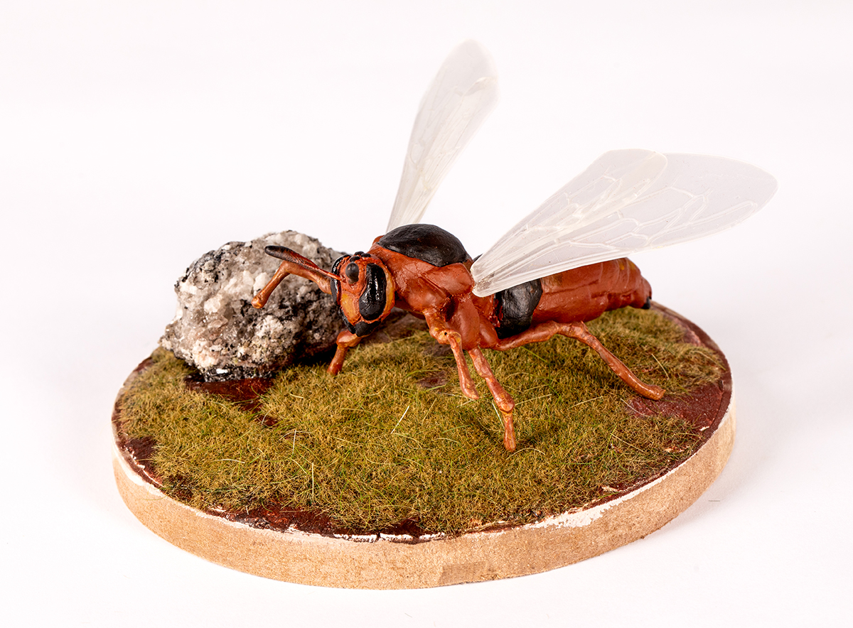 American Giant Wasp – Gallery X